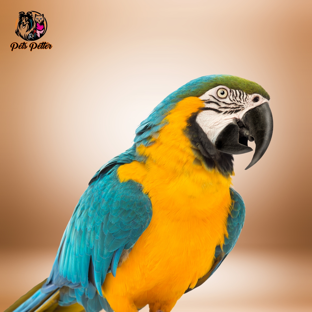 Parrot Grooming - PetsPetter